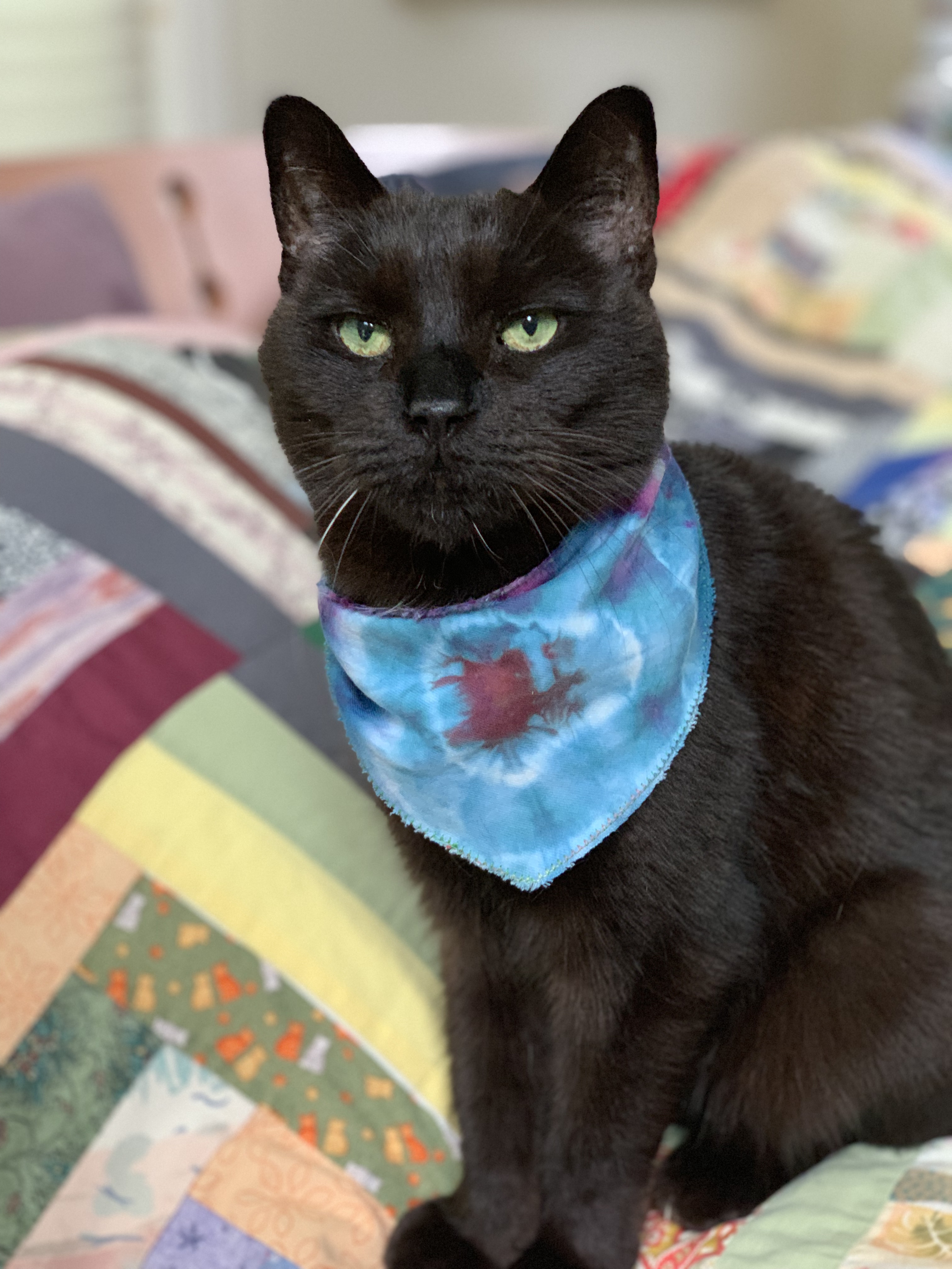 Pet Quilts for the Friends of Feral Felines, Maine | WeAllSew